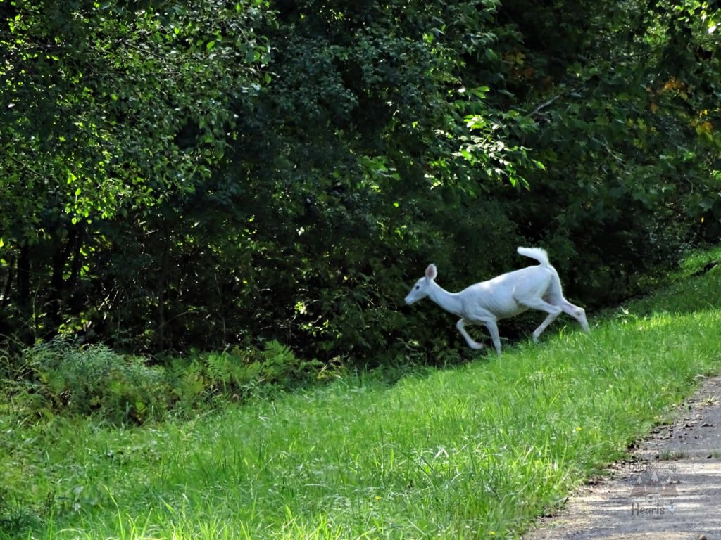 Seneca White Deer at the Seneca Army Depot - Our Roaming Hearts